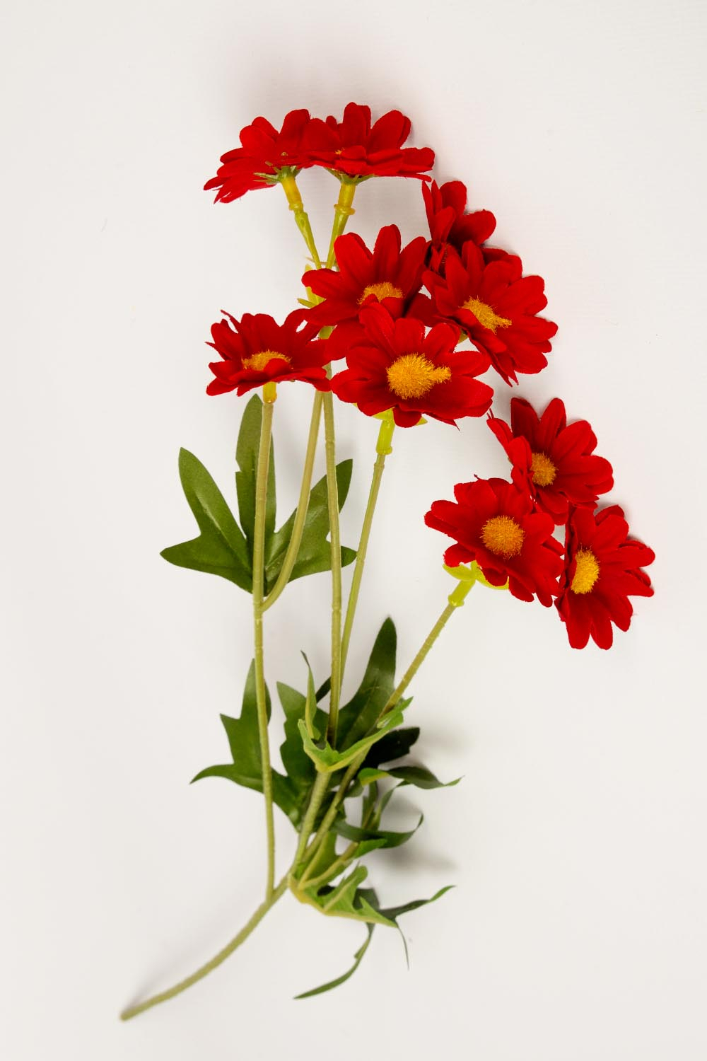 Odel Maroon Daisy Flower Stem | Odel.lk