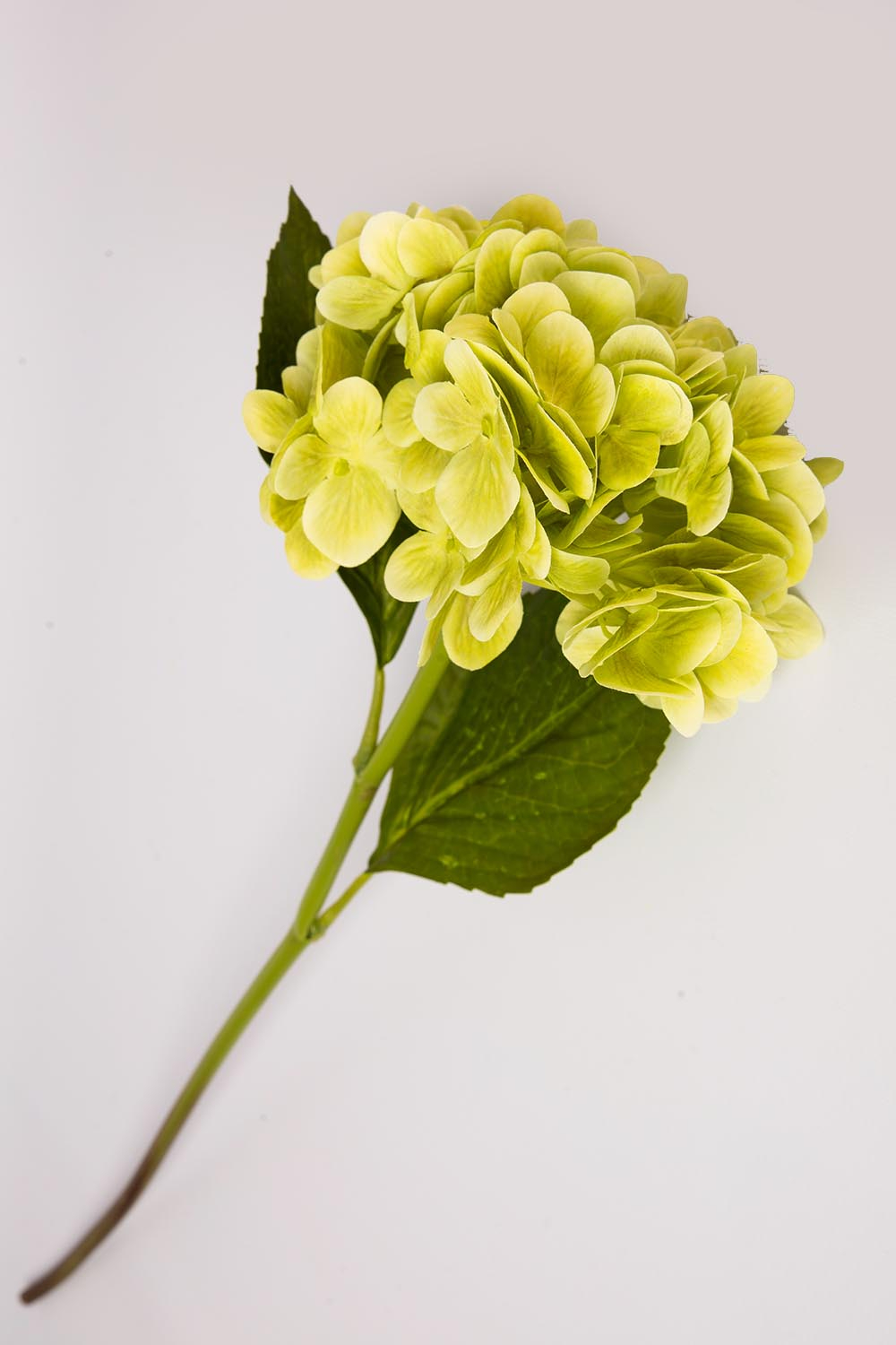 Odel Green Hydrangea Flower Stem | Odel.lk