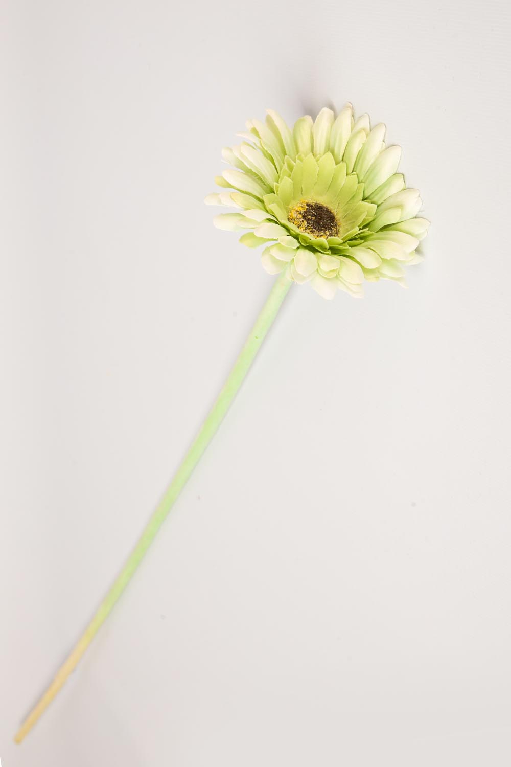 Odel Light Green Daisy Flower Stem | Odel.lk