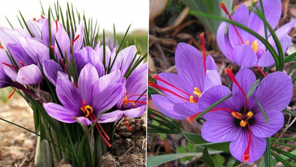Saffron Benefits Tamil: உடலுக்கு பல்வேறு நன்மைகளை வாரிவழங்கும் ...