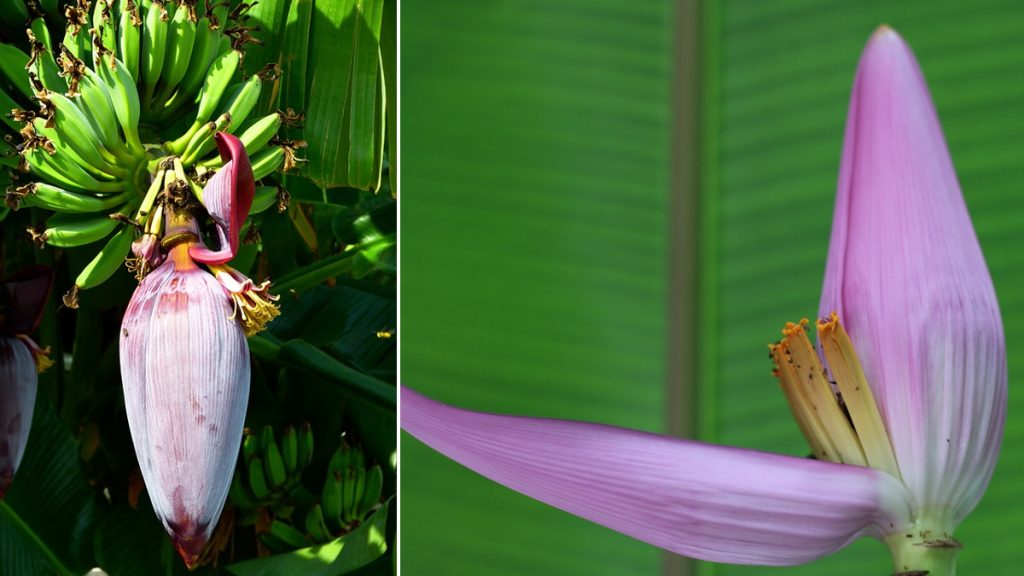 Banana Flower Benefits: வாழைப்பூ சாப்பிடுவதால் உடலுக்கு கிடைக்கும் ...