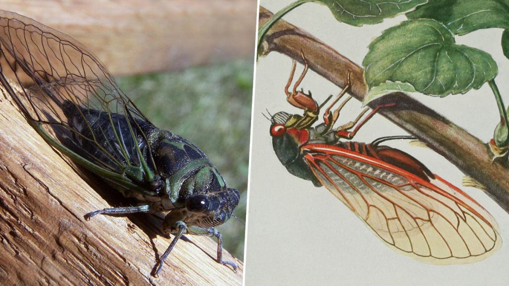 Cicada Insects: 221 ஆண்டுகளுக்கு பின் ஜாம்பி பூச்சிகள் படையெடுப்பில் ...
